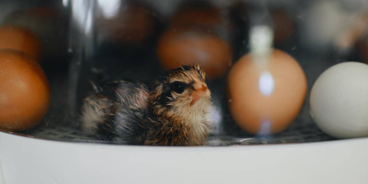 ¿qué Fue Primero El Huevo O La Gallina La Ciencia Finalmente Tiene La