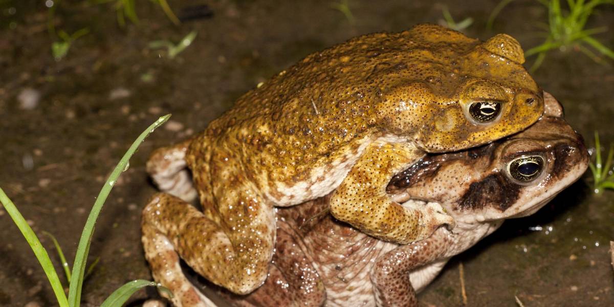 Una investigación identifica una nueva especie de sapo en Ecuador, bautizado como bello