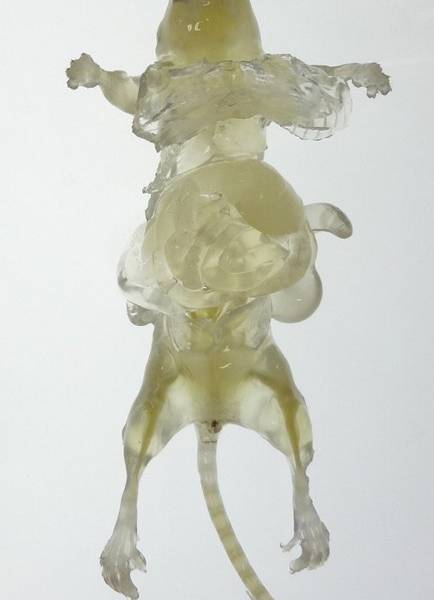 Científicos japoneses crean un ratón de piel invisible Científicos japoneses crean un ratón de piel invisible