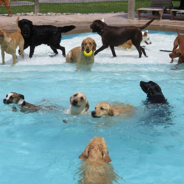 Una 'pool party' para perros en Estados Unidos